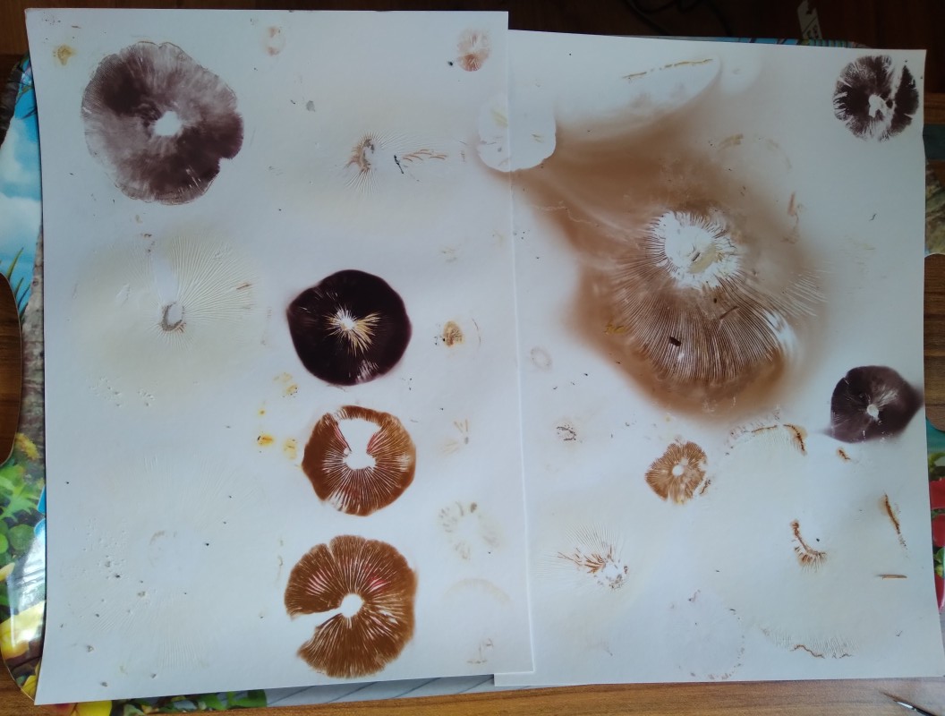 Mushroom Spore Prints…more fun with natures gifts. – Karima Rebecca ...