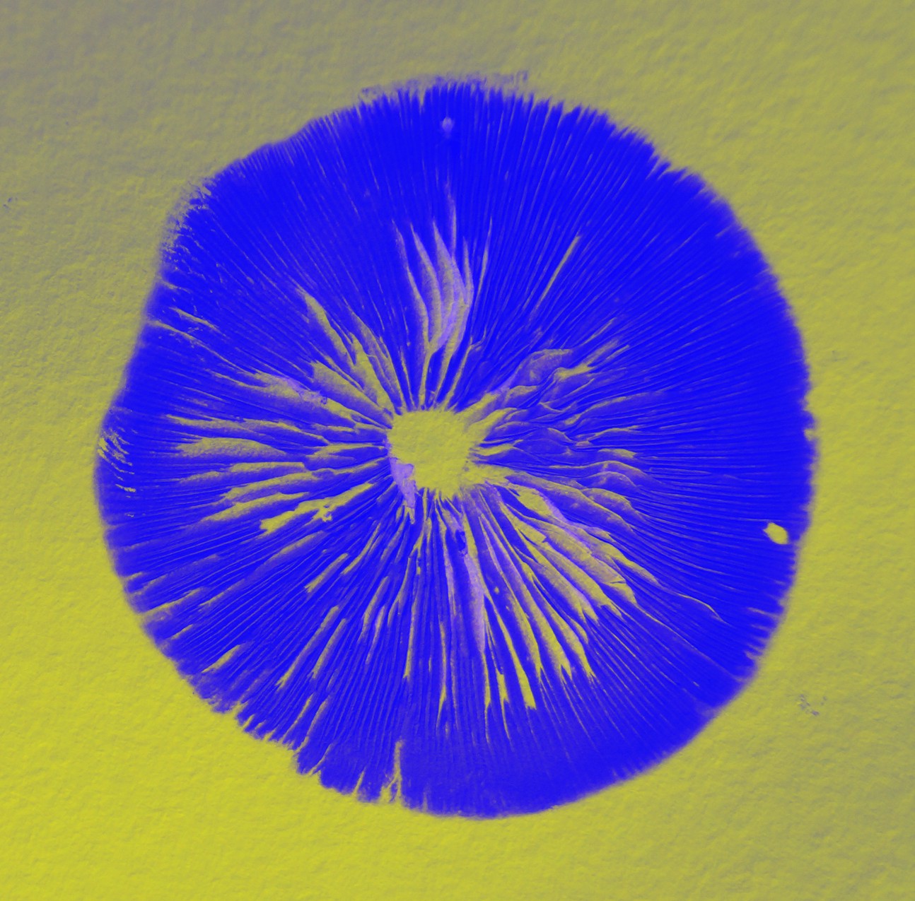 Mushroom Spore Prints…more fun with natures gifts. – Karima Rebecca ...